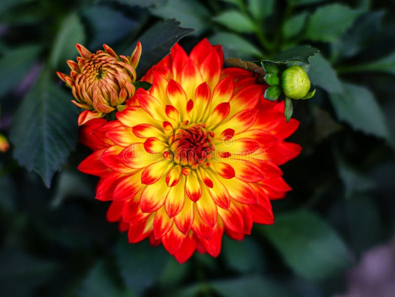 Yam flower stock photo. Image of herb, produce, yellow - 275031118