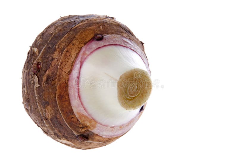 New Sprout from Withered Yam Stock Photo - Image of grow, isolated ...