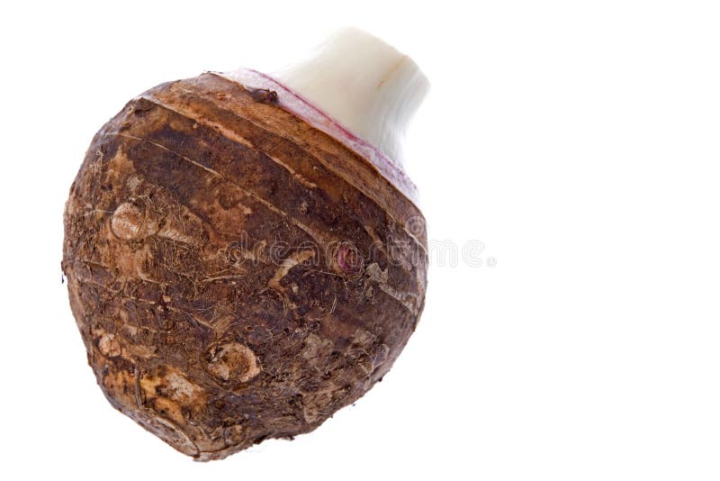 Yam Root stock photo. Image of garden, grow, agro, nourishing - 17058190