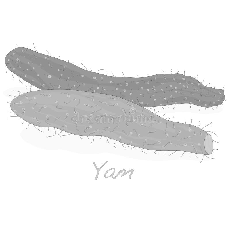 Yams Stock Illustrations – 73 Yams Stock Illustrations, Vectors ...