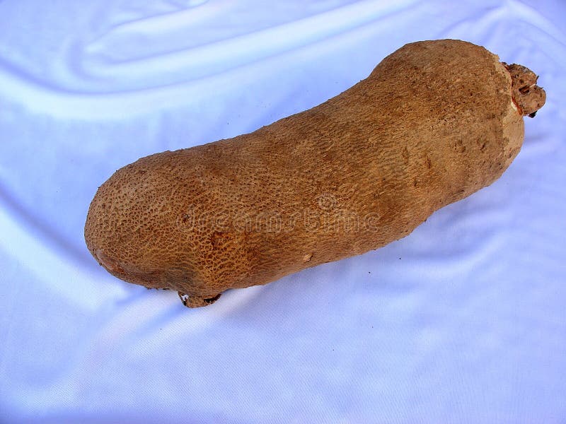 Yam 3 stock image. Image of potato, manihot, yams, rotundata - 49271993