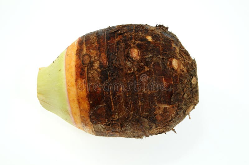 Yam Root stock image. Image of taro, nature, agriculture - 17674693