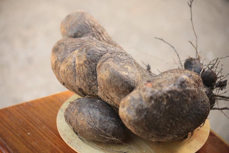 Yam stock photo. Image of nara, hand, souvenir, asia - 84232340