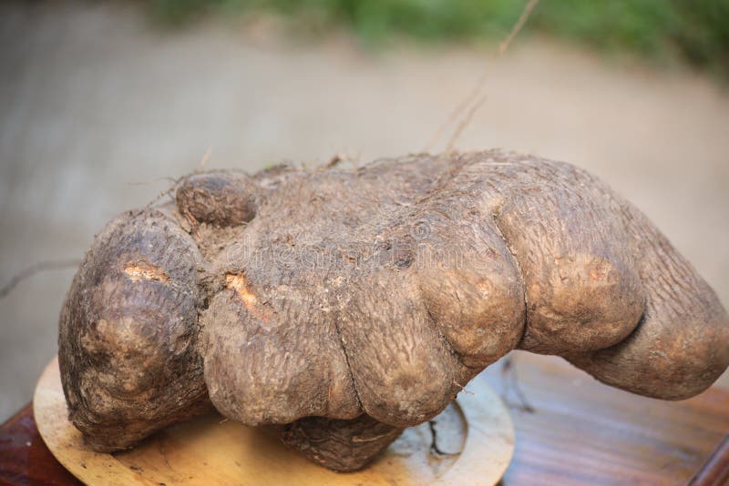 Yam stock photo. Image of potato, asia, prefecture, tiger - 84232724