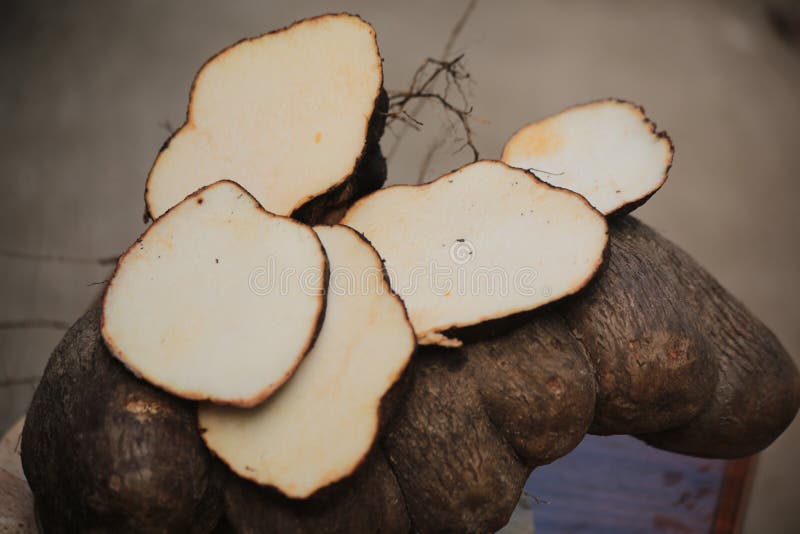Yam stock photo. Image of plant, root, japan, kinki, potato - 84233054