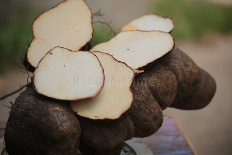Yam stock photo. Image of souvenir, sakurai, food, production - 84235976