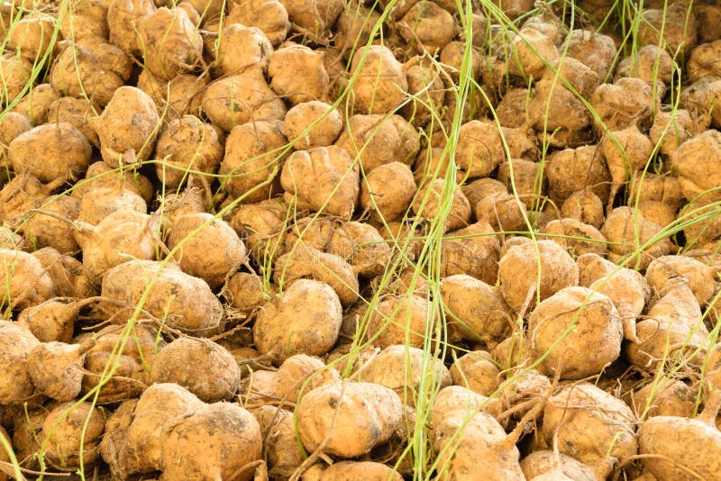 Yam texture surface stock image. Image of natural, fresh - 77742735