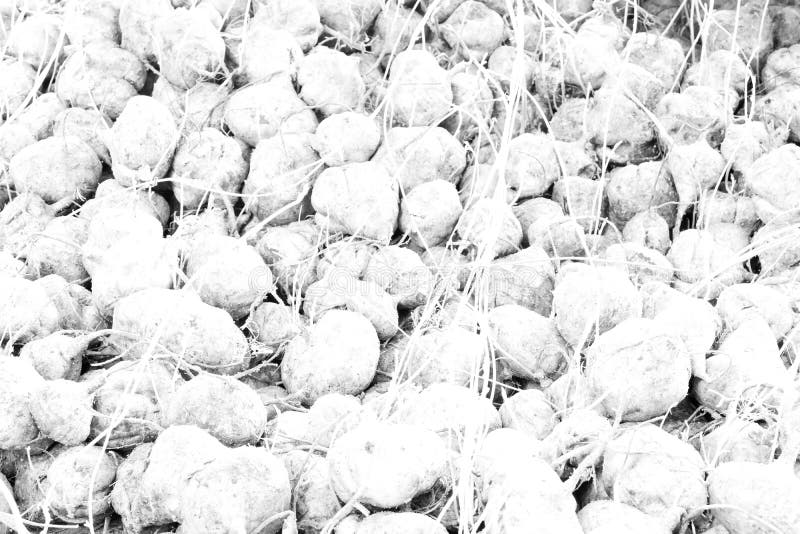 Yam texture surface stock photo. Image of wall, vegetable - 70383632