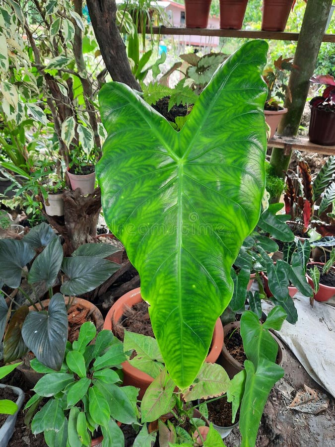 Yam Tree that Has Beautiful Leaf Veins Stock Photo - Image of leaves ...