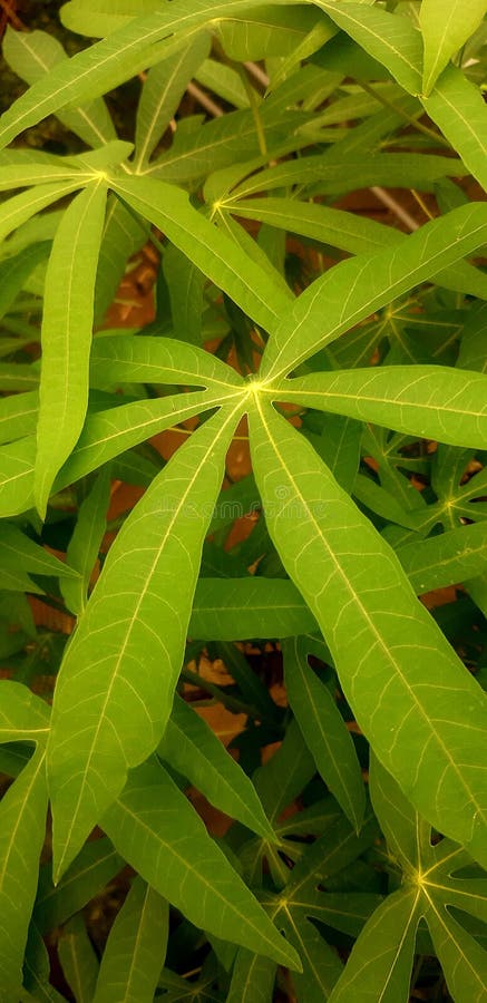 Yam tree stock photo. Image of fresh, leaves, tree, sweet - 210606538