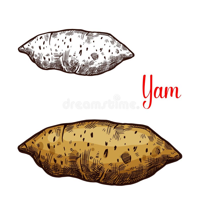 Sweet Potato Yam Vector Stock Illustrations 281 Sweet Potato Yam