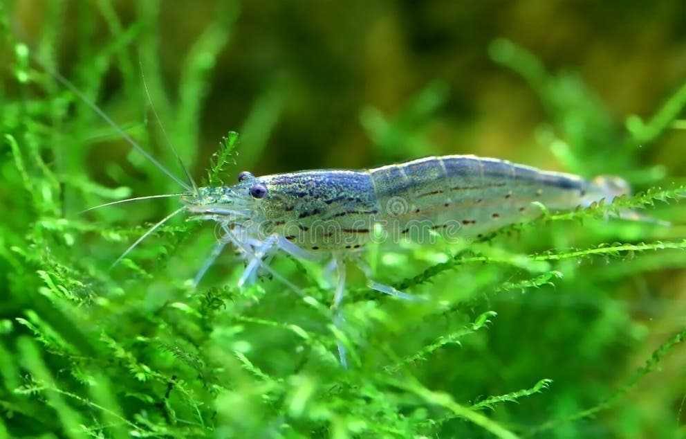 Yamato shrimp on java moss stock image. Image of tank - 67094969