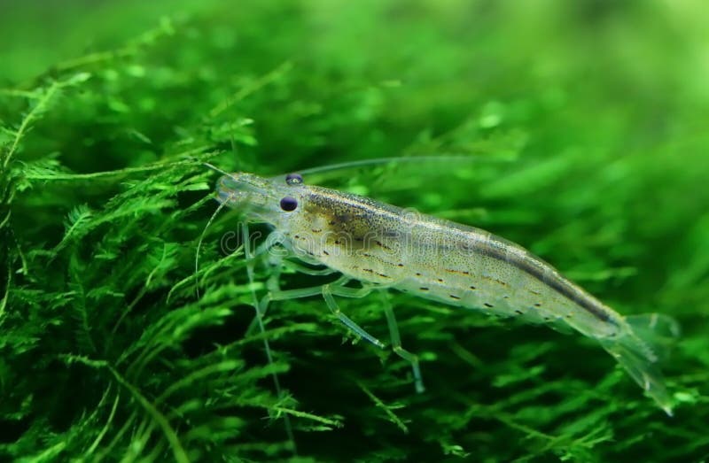 Yamato shrimp on java moss stock photo. Image of shrimp - 71078174