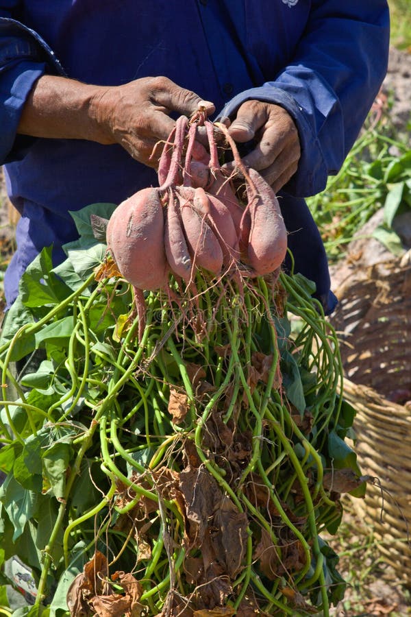 Yams stock photo. Image of agriculture, soil, wood, green - 28603654
