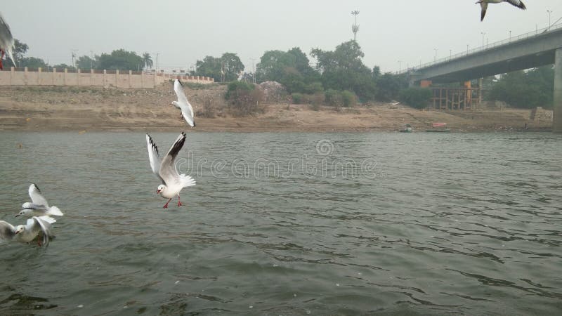 Birds are Flying, Yamuna River Bridge. Stock Image - Image of wing ...
