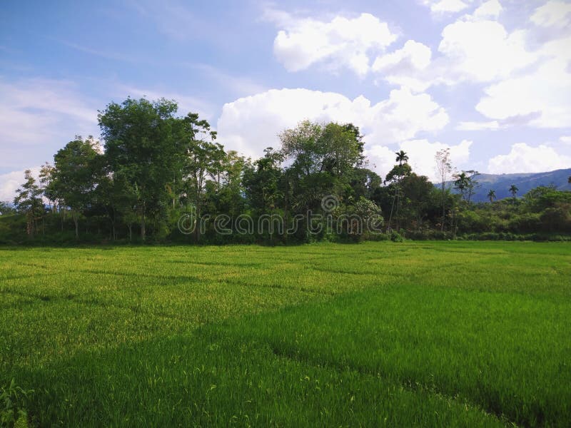 Persawahan Indonesia immagine stock. Immagine di indonesia - 107288353