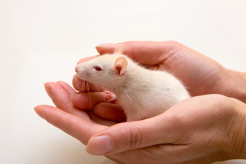 Rat in hands stock image. Image of black, baby, white - 11673605