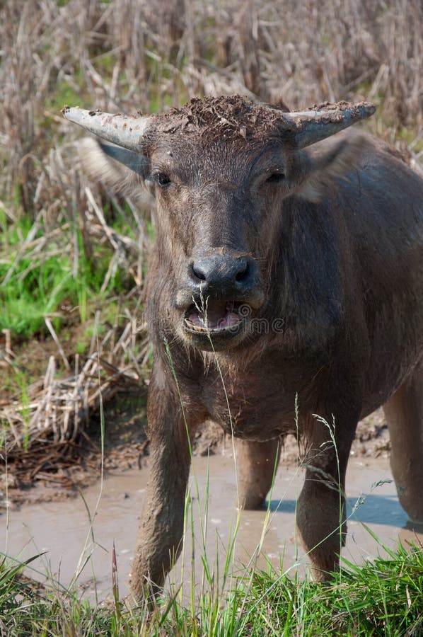 715 Smile Buffalo Stock Photos - Free & Royalty-Free Stock Photos from ...