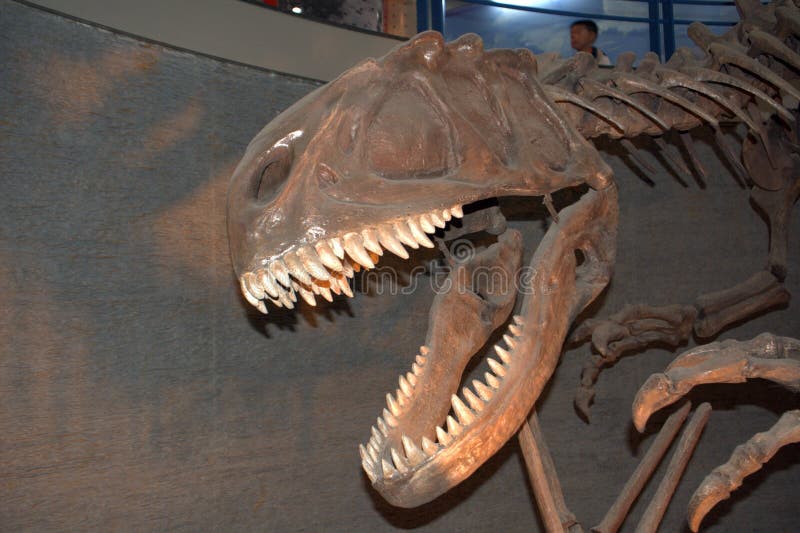 Yangchuanosaurus Skeleton Yangchuanosaurus Photographic Prints For