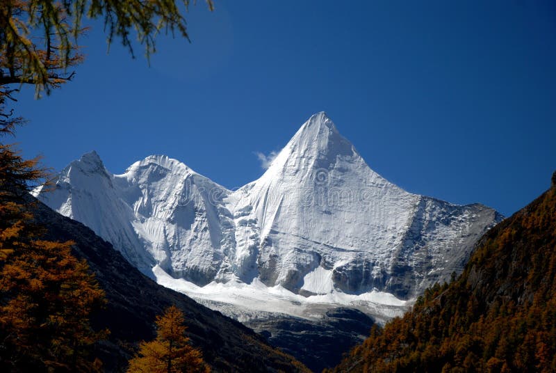 Yangmai yong stock photo. Image of tress, snowy, china - 12606198