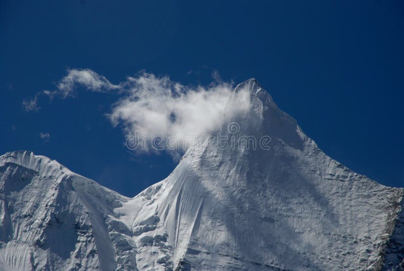 Yangmai yong VIII stock image. Image of plant, china - 12606293