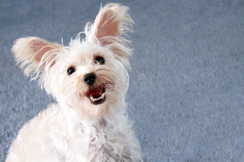 Yapper stock photo. Image of pooch, copy, pretty, companion - 12562692