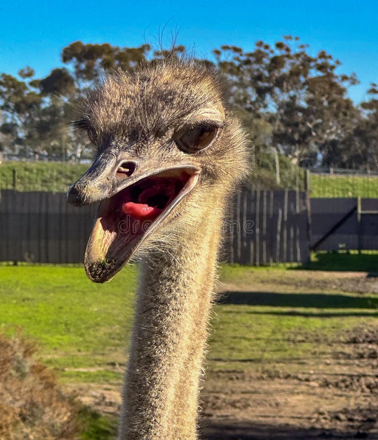 Yapping Ostrich stock photo. Image of ostrich, africa - 325452572