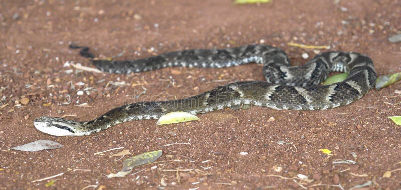 Yarara stock image. Image of wild, reptile, predator - 66120335