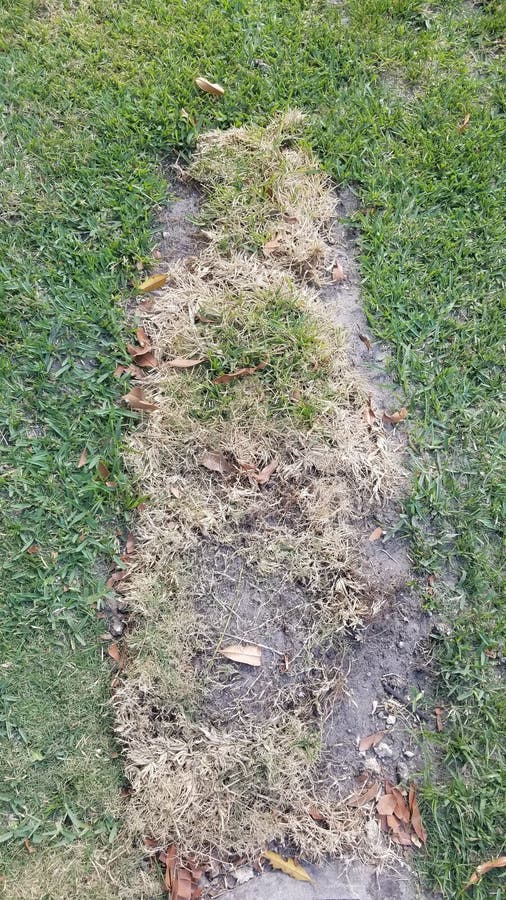 11,651 Bad Grass Photos - Free & Royalty-Free Stock Photos from Dreamstime