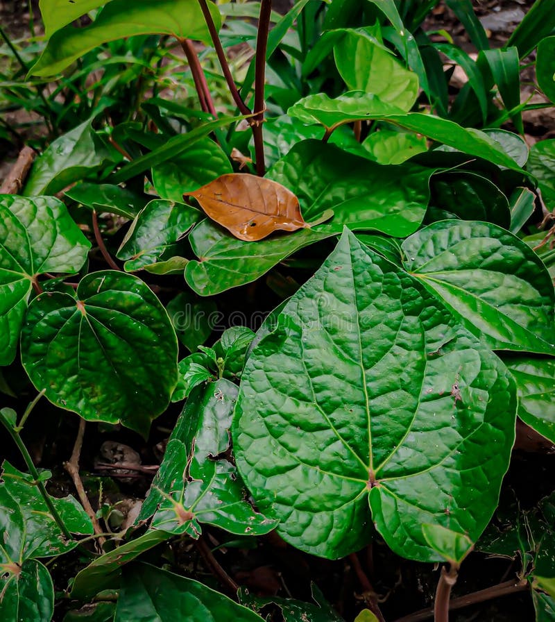 Yard Betel Leaf with Vine Roots. Stock Photo - Image of tree, green ...