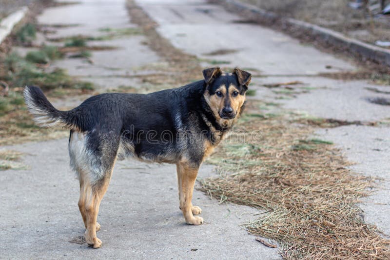 Yard Big Dog Close-up. Beautiful Yard Dog Stock Photo - Image of animal ...