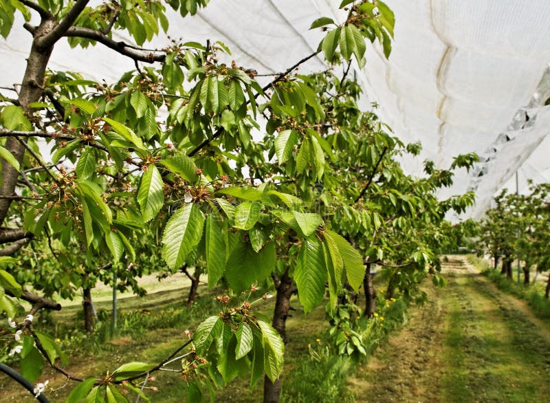 Nets over cherry orchard stock photo. Image of poles - 25154498