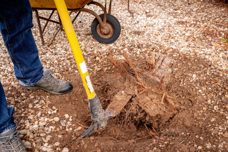 Man Rips Up a Stump Using a Pick Stock Image - Image of worker ...