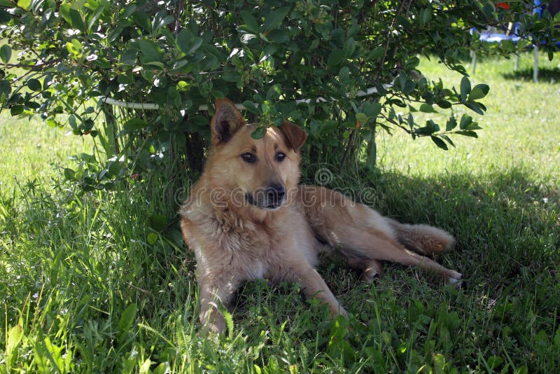 The Yard Dog Decided To Relax in the Shade Under the Bush Stock Image ...