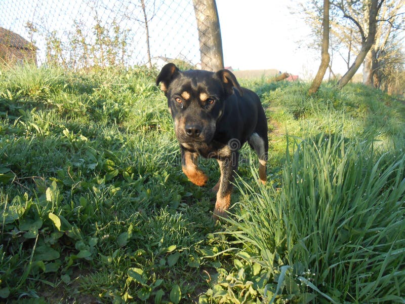 The Yard Dog Quietly Sneaks Up Stock Image - Image of puppy, garden ...