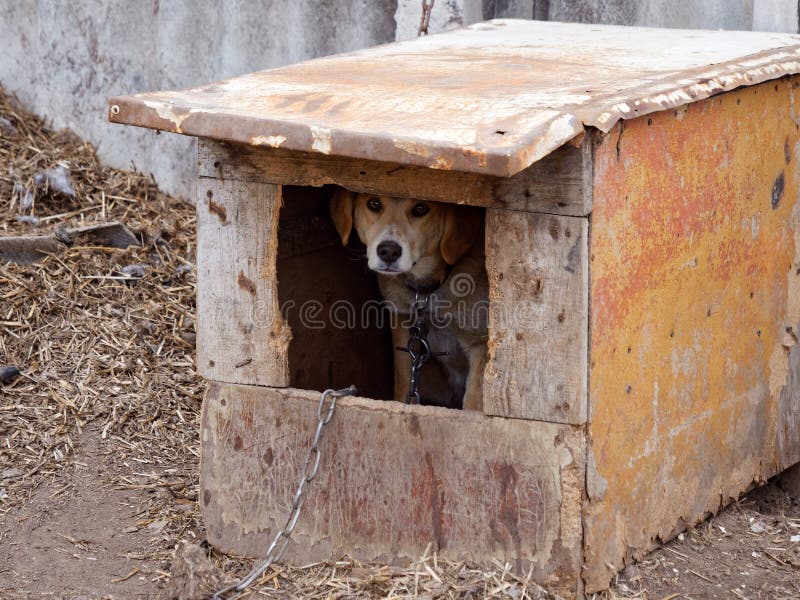 Yard Dog Watchman in the Yard Booth Stock Photo - Image of friend ...
