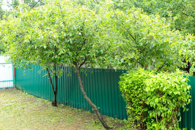 Yard Fence Green Trees in the Garden Stock Image - Image of leaf, wall ...