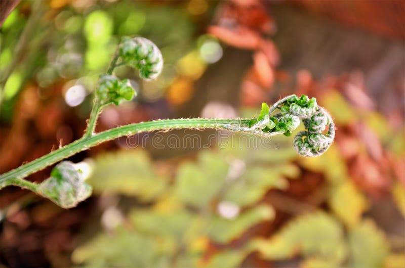 In the Yard a Fern Sprout Growing Stock Image - Image of leaf, late ...
