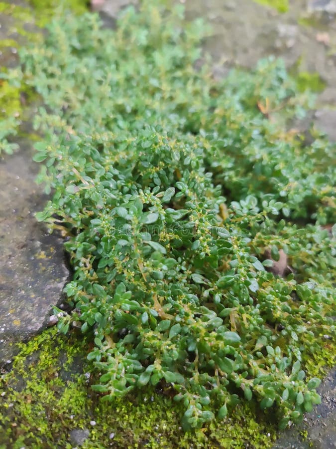 Yard Flower Plants Growing Wild Stock Photo - Image of growing, flower ...