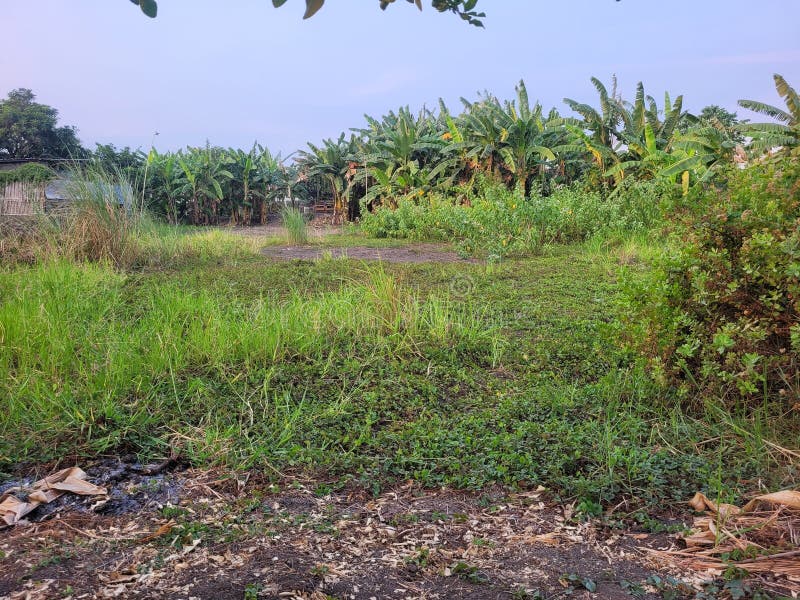 The Yard is Full of Banana Trees Stock Photo - Image of yard, flowers ...