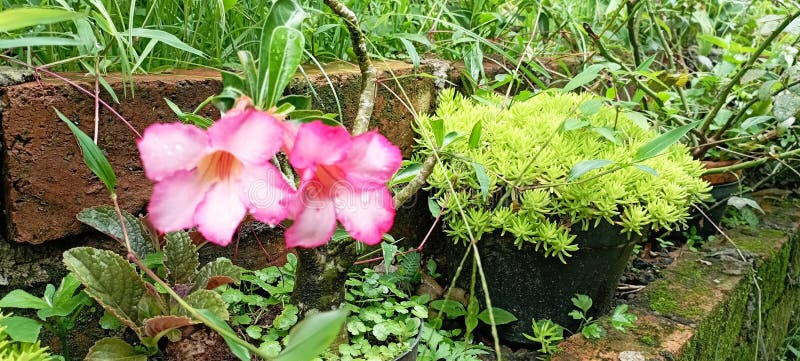 The Yard is Full of Flower Bouquets Beauty Stock Image - Image of ...