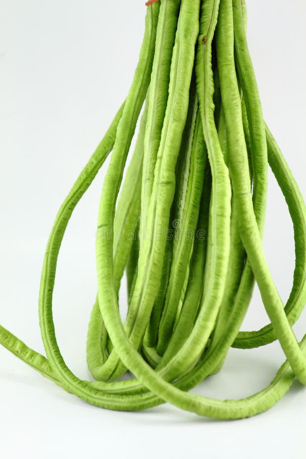 Long bean farm stock photo. Image of fresh, bean, agriculture - 25492848