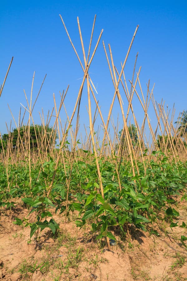 Yardlong Bean Farm and Blue Sky Stock Photo - Image of market ...