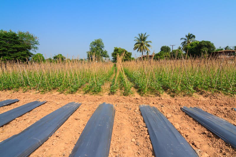 Yardlong Bean Farm and Blue Sky Stock Photo - Image of market ...