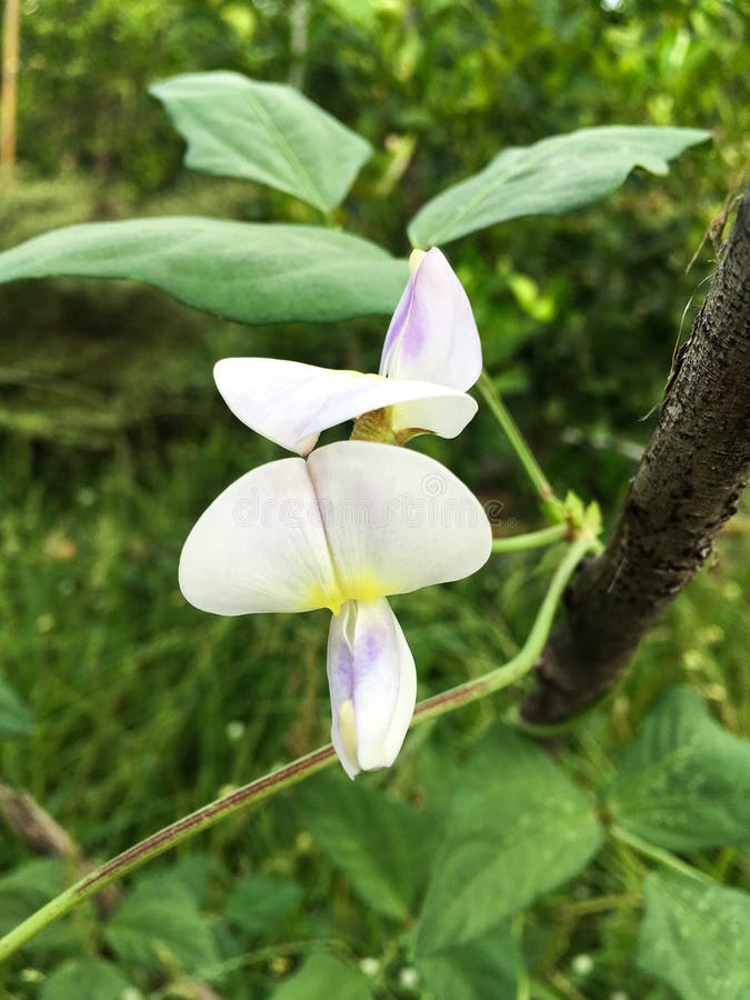 Yard long Bean plants stock image. Image of natural, growth - 74744397