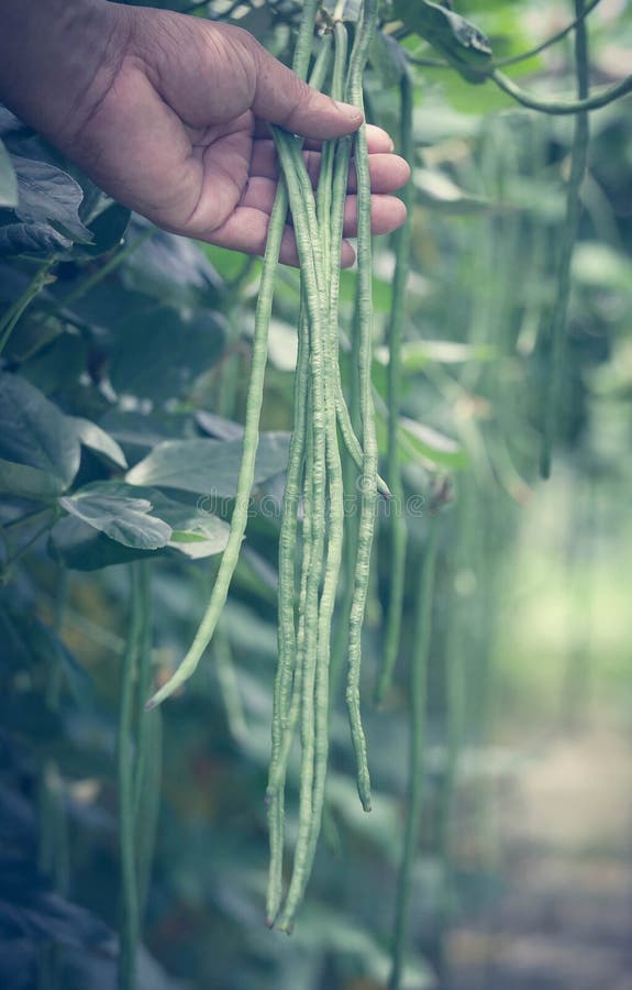 Yard long bean farm stock image. Image of green, crop - 25078077