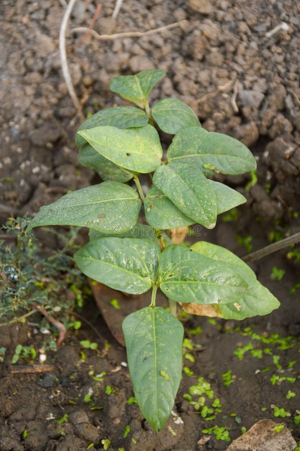 Yard Long Bean Plant in Nature Garden Stock Photo - Image of nature ...
