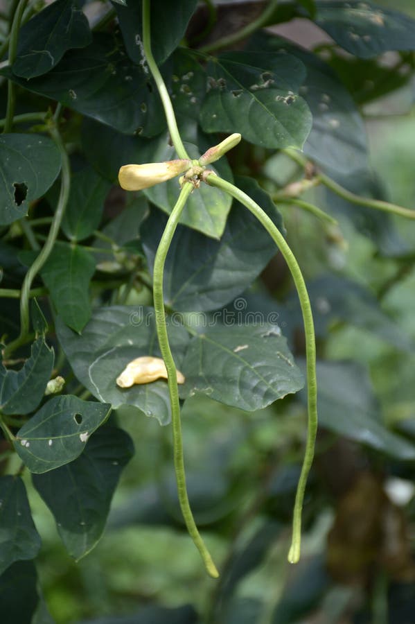 Yard Long Bean Plants in Nature Garden Stock Image - Image of vegetable ...