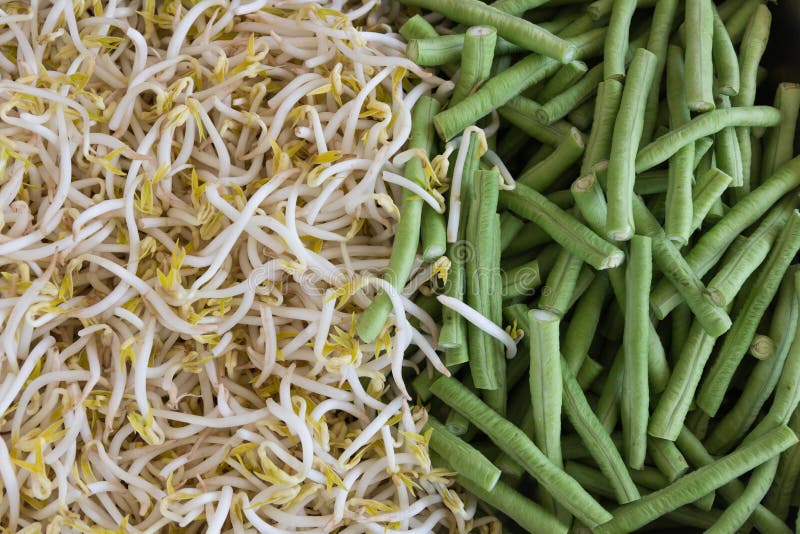 Yard Long Bean and Bean Sprout Stock Photo - Image of nutrition, fresh ...
