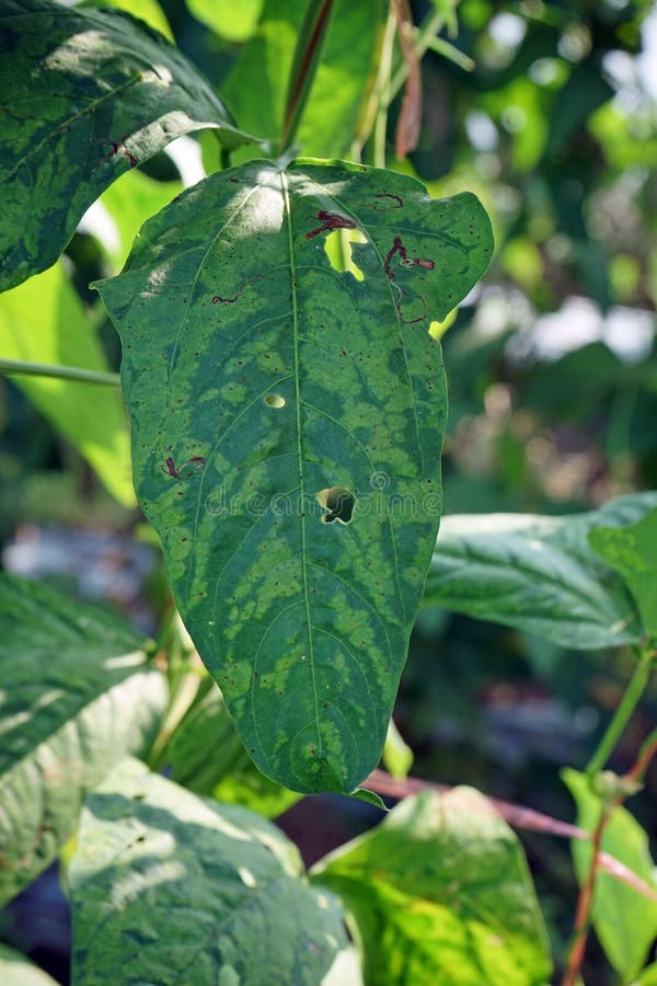Yard Long Bean Virus Disease, Leaf Mosaic Stock Image - Image of long ...